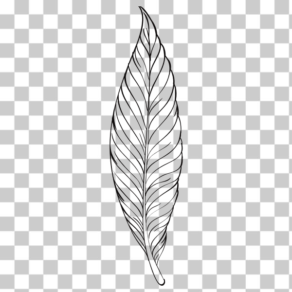 Free: SVG Feather line art - nohat.cc