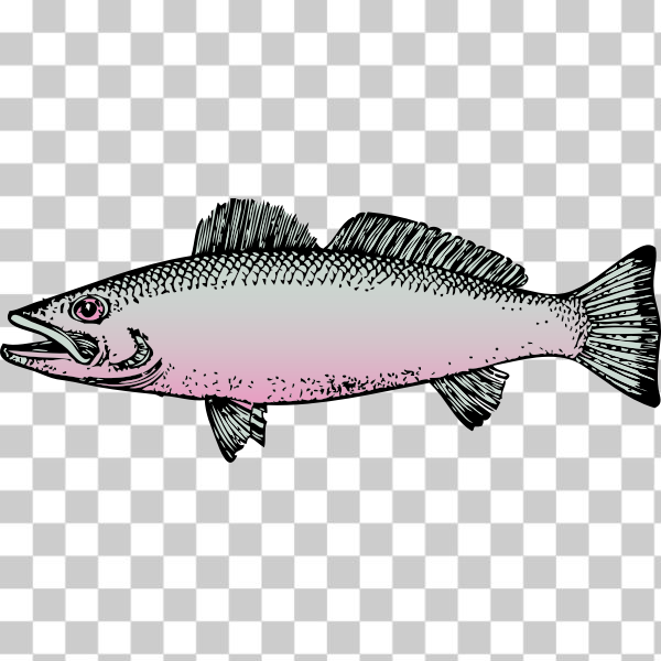 Free: SVG Fish vector graphics - nohat.cc