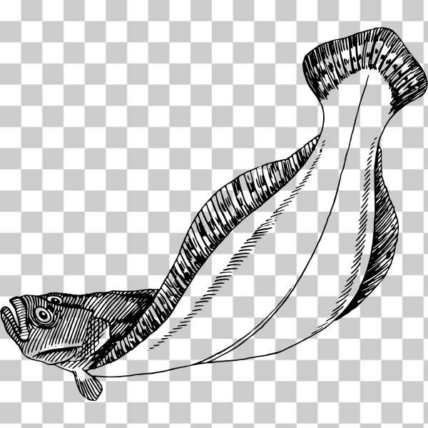 Free: SVG Flatfish - nohat.cc