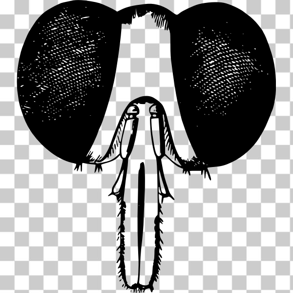 Free: SVG Fly head vector image - nohat.cc