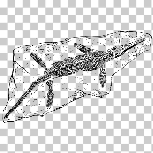 Free: SVG French fossil - nohat.cc