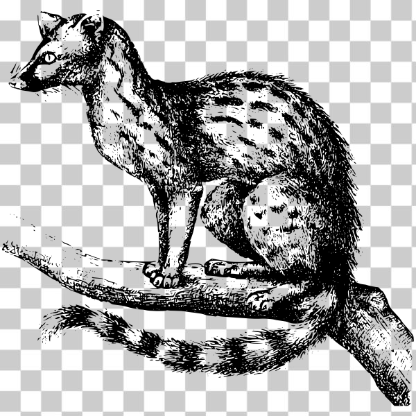 Free: SVG Genet vector clip art - nohat.cc