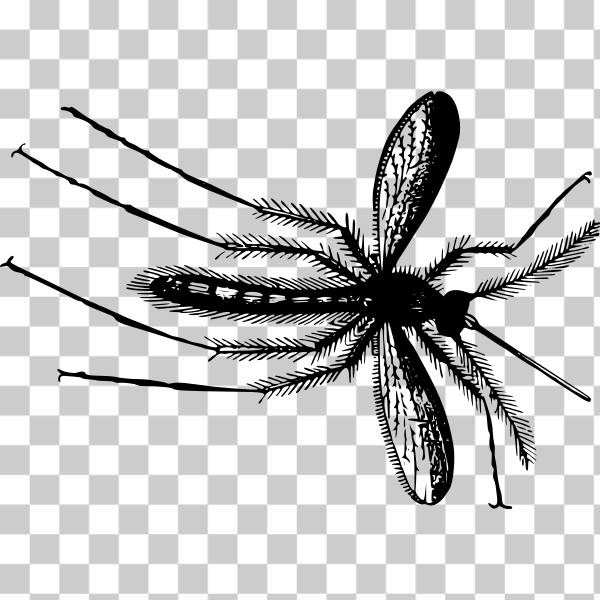 Free: SVG Gnat in black and white - nohat.cc