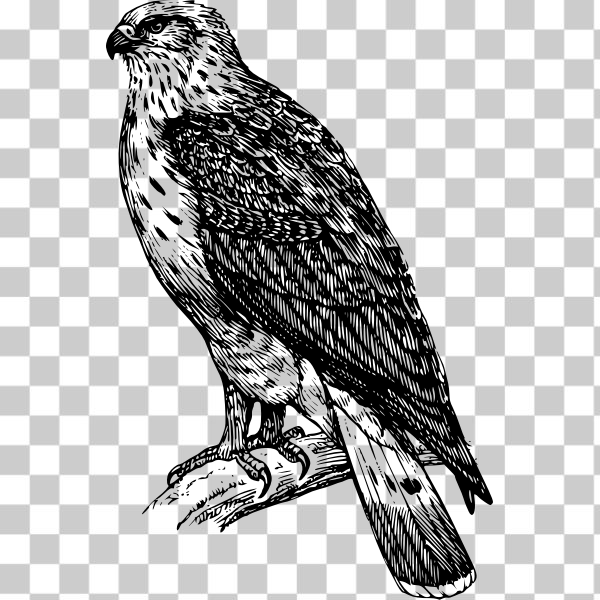 Free: SVG Graphics of common buzzard - nohat.cc
