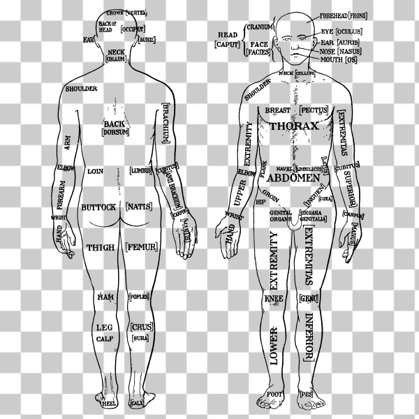 Free: SVG Human Anatomy Diagram - nohat.cc
