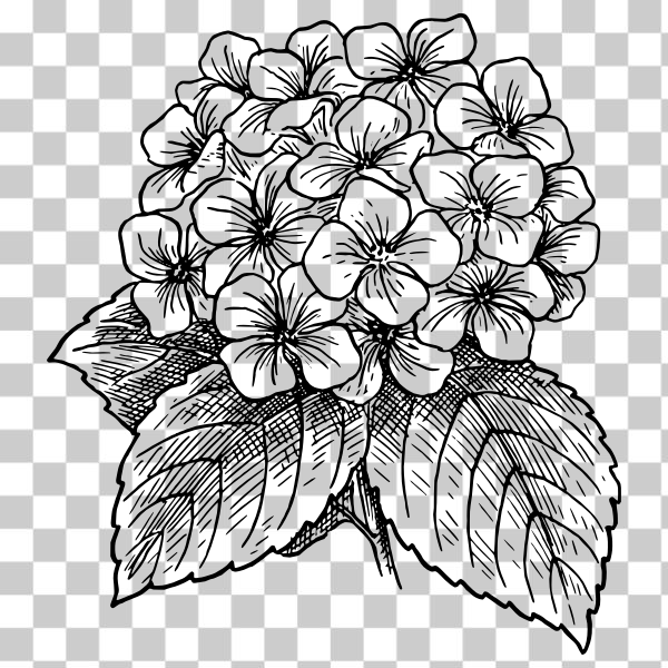 Free: SVG Hydrangea vector clip art - nohat.cc