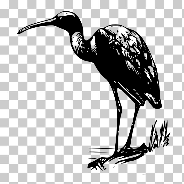 Free: SVG Ibis on shoreline vector illustration - nohat.cc