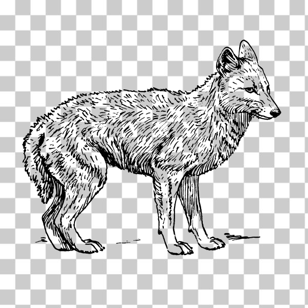 Free: SVG Jackal - nohat.cc