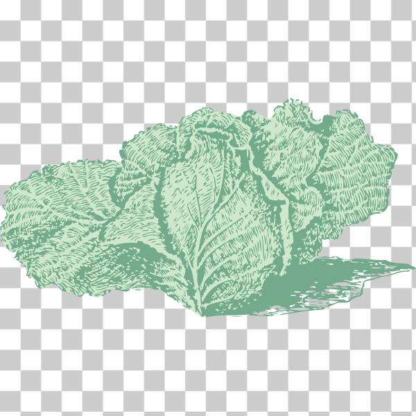 Free: SVG Jersey cabbage - nohat.cc