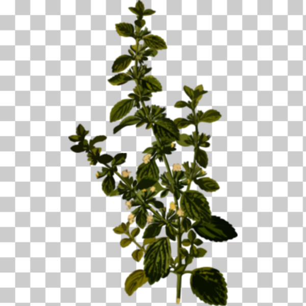 Free: SVG Lemon balm vector image - nohat.cc