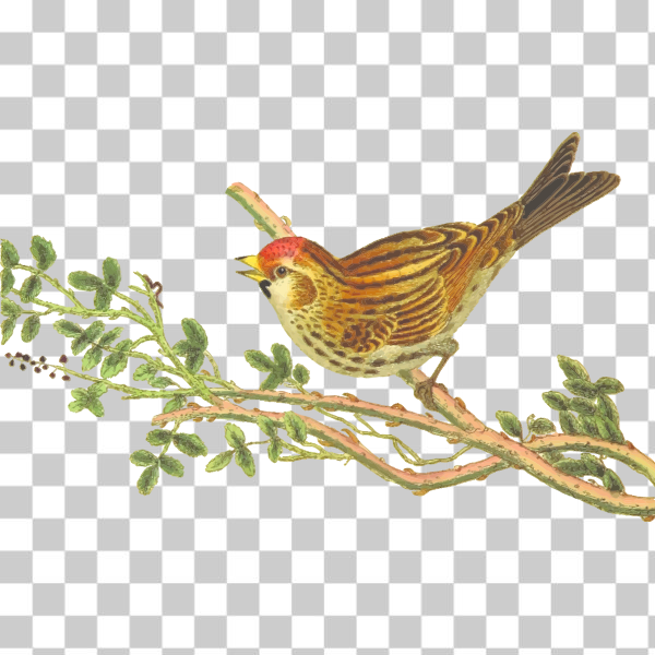 Free: SVG Lesser redpoll on a tree branch clip art - nohat.cc