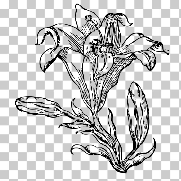 Free: SVG Lily flower line art vector image - nohat.cc