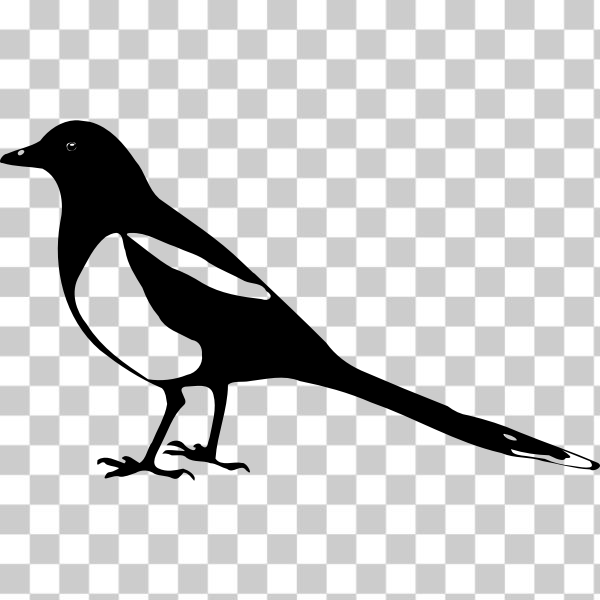 Free: SVG Magpie vector image - nohat.cc