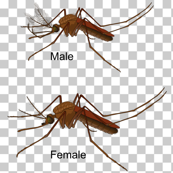 Free: SVG Male and Female Mosquito - nohat.cc