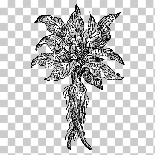 Free: SVG Mandrake - nohat.cc