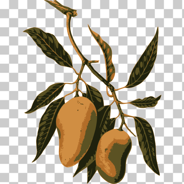 Free: SVG Mango fruit on a branch - nohat.cc