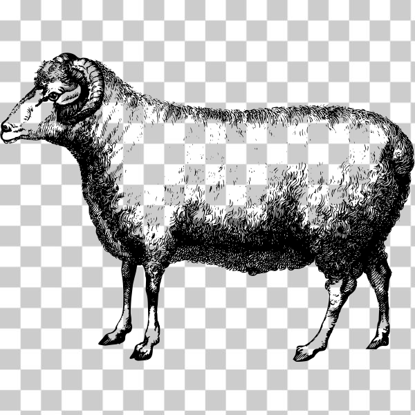 Free: SVG Merino ram - nohat.cc