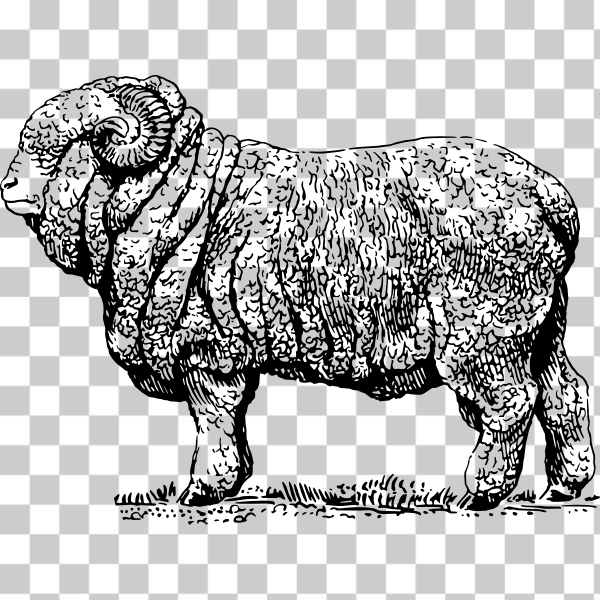 Free: SVG Merino ram image - nohat.cc