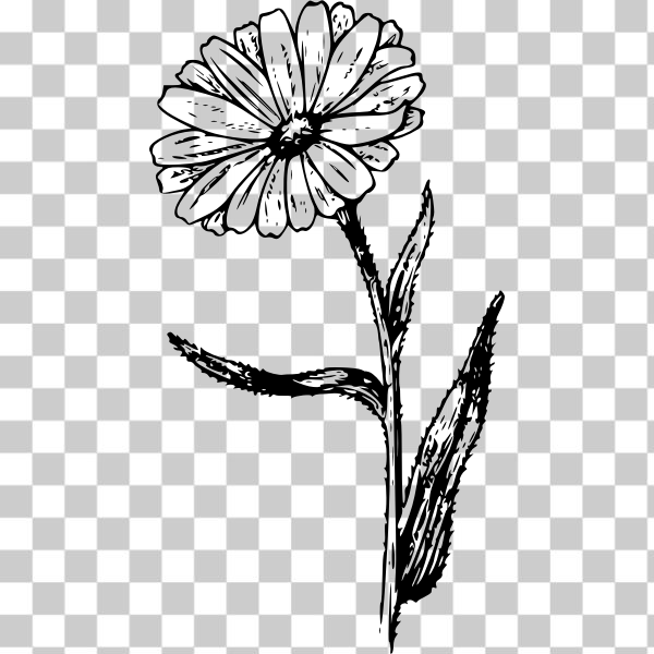 Free: SVG Monochrome flower vector illustration - nohat.cc