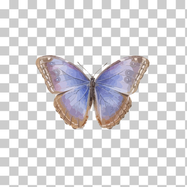 Free: SVG Morpho helenor octavia - nohat.cc