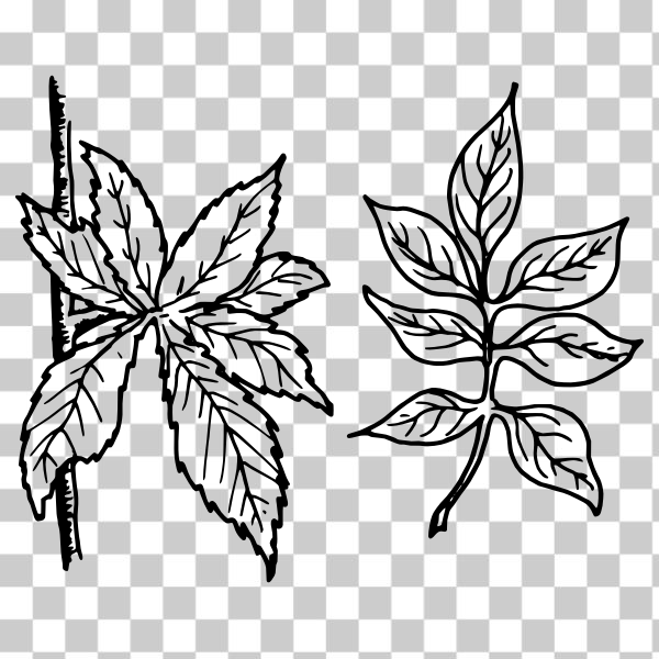 Free: SVG Multi leaf plant vector graphics - nohat.cc