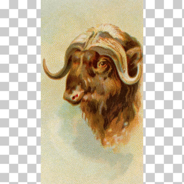 Free: SVG Musk ox image - nohat.cc