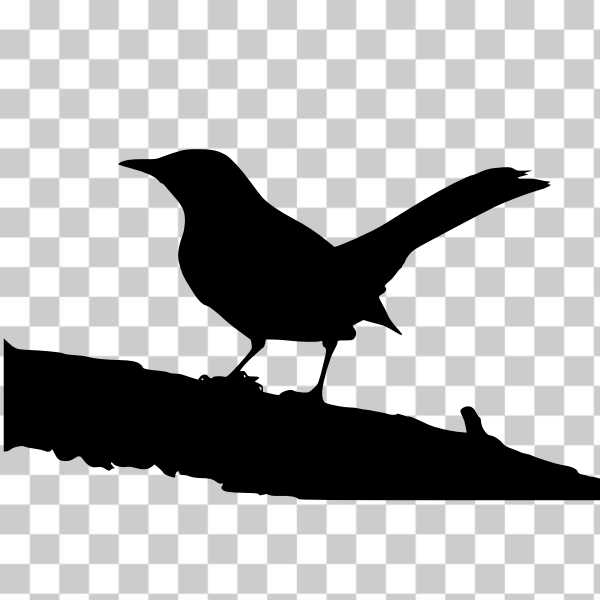 Free: SVG Northern mockingbird on tree branch - nohat.cc