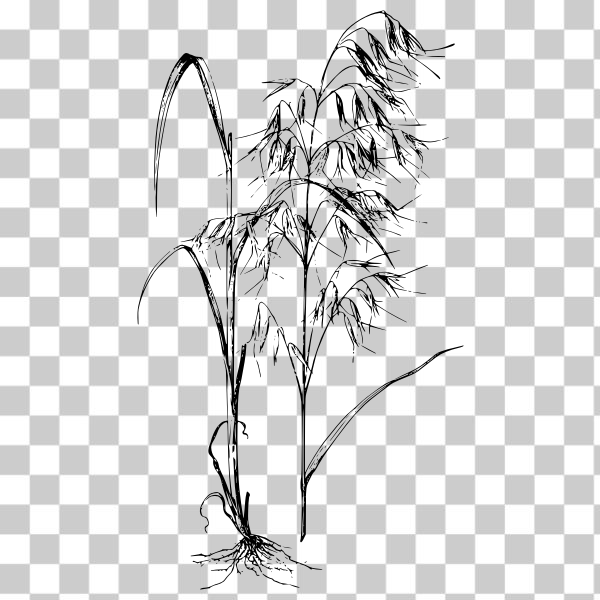 Free: SVG Oats vector silhouette - nohat.cc