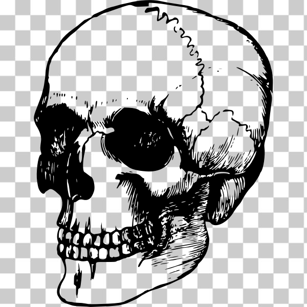 Free: SVG Old skull drawing - nohat.cc