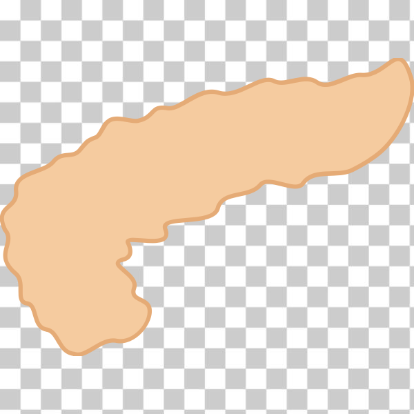 Free: SVG Pancreas illustration - nohat.cc