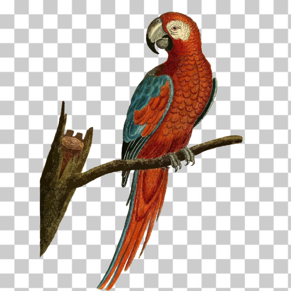 Free: SVG Parrot vector image - nohat.cc