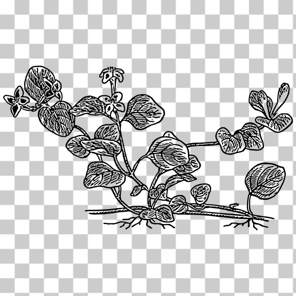 Free: SVG Partridge berry plant vector graphics - nohat.cc