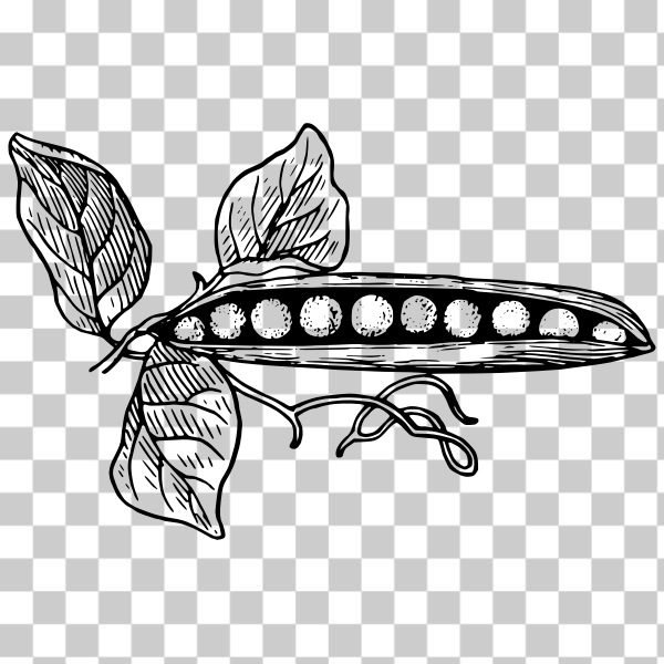Free: SVG Pea pod vector drawing - nohat.cc