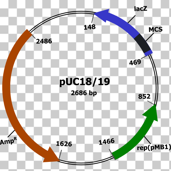 Free: SVG Plasmid vector - nohat.cc