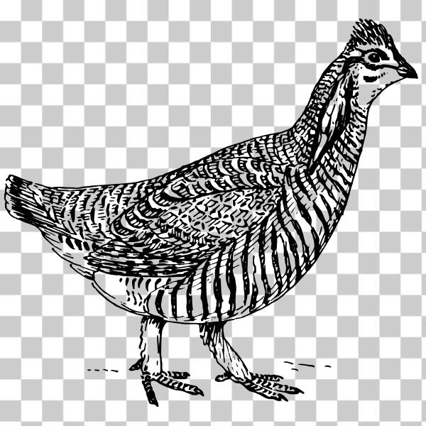 Free: SVG Prairie chicken - nohat.cc