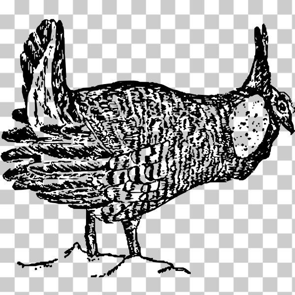 Free: SVG Prairie chicken drawing - nohat.cc