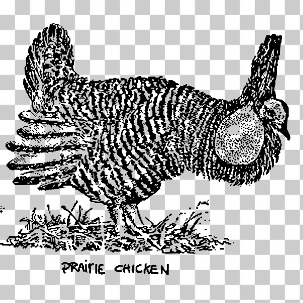 Free: SVG Prairie chicken image - nohat.cc