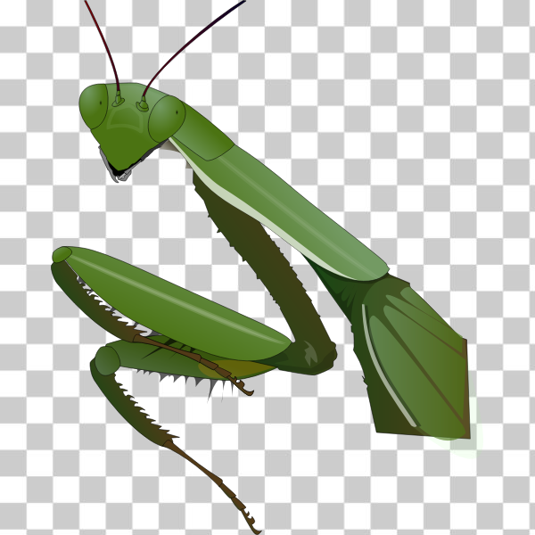 Free: SVG Praying mantis image - nohat.cc
