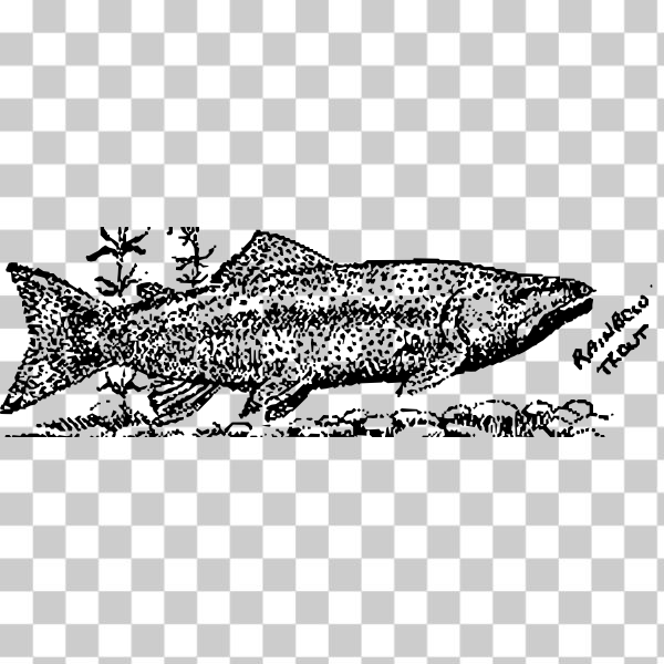 Free: SVG Rainbow trout - nohat.cc