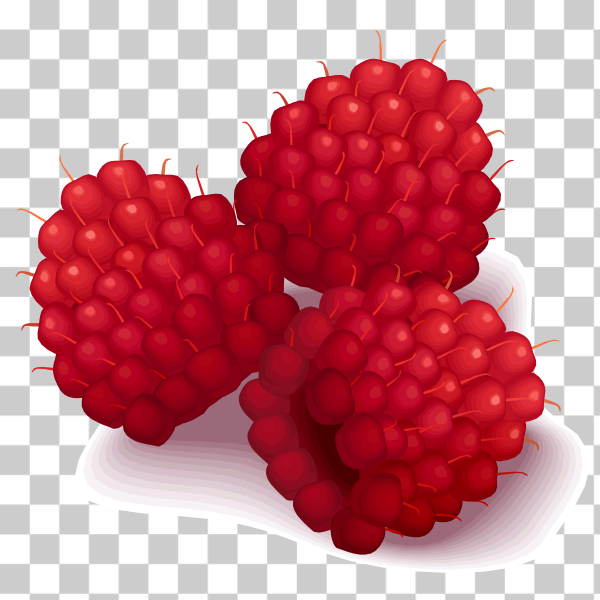 Free: SVG Raspberries vector illustration - nohat.cc
