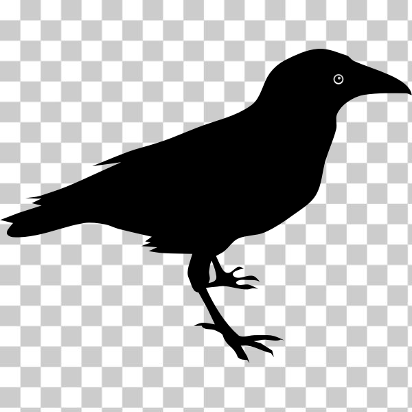 Free: SVG Raven bird vector image - nohat.cc