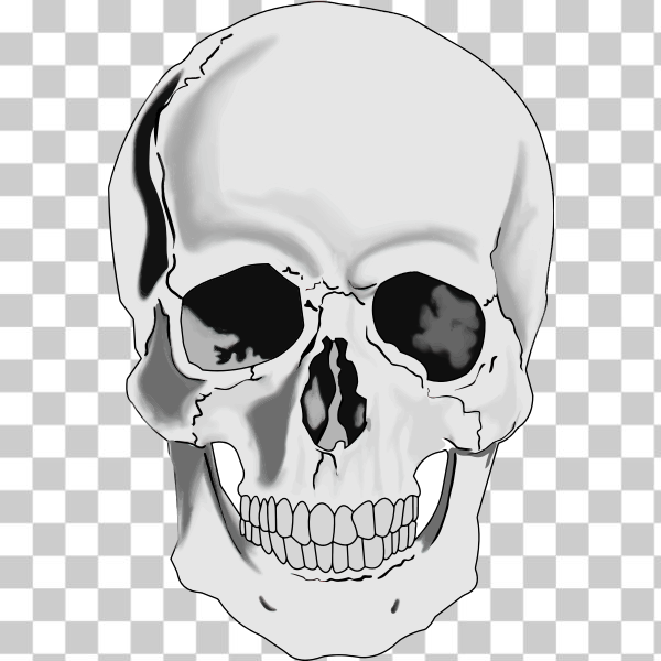 Free: SVG Realistic human skull - nohat.cc