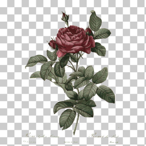 Free: SVG Retro rose illustration - nohat.cc