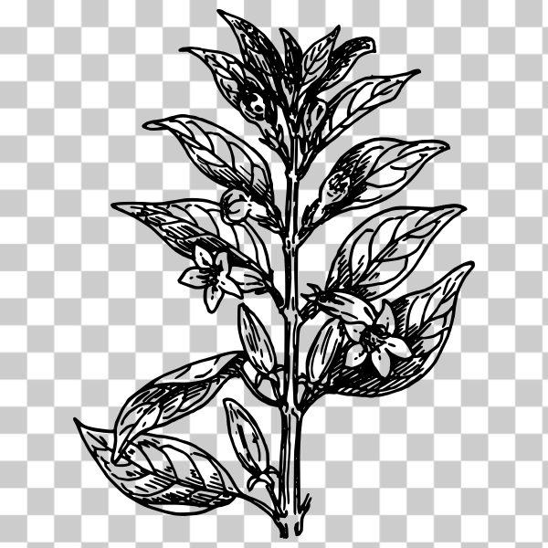 Free: SVG Sesame outline vector clip art - nohat.cc