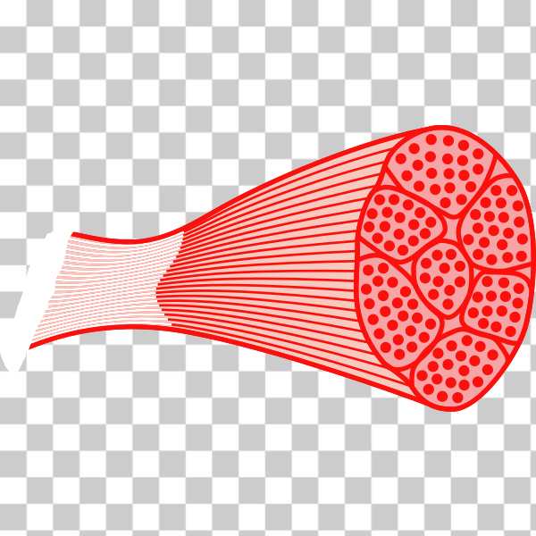Free: SVG Skeletal muscle - nohat.cc