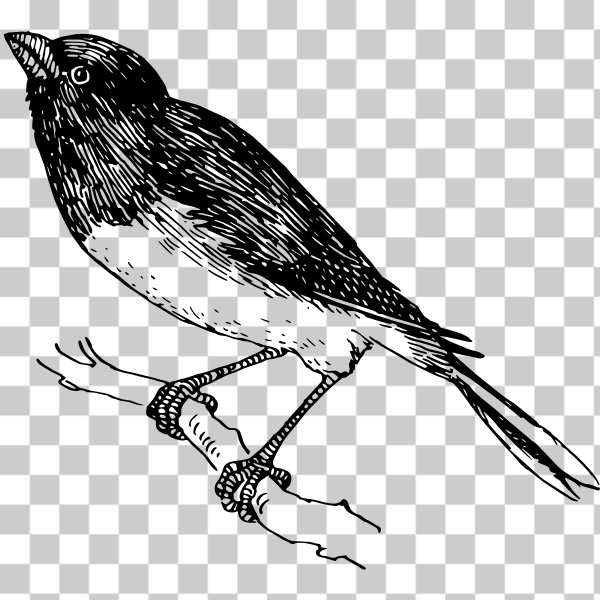 Free: SVG Snowbird silhouette - nohat.cc