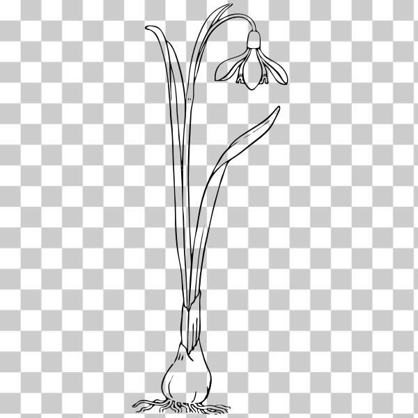 Free: SVG Snowdrop vector image - nohat.cc