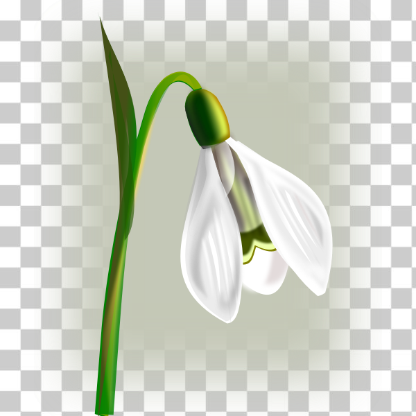 Free: SVG Snowdrop with three petals vector clip art - nohat.cc