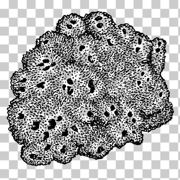 Free: SVG Sponge - nohat.cc