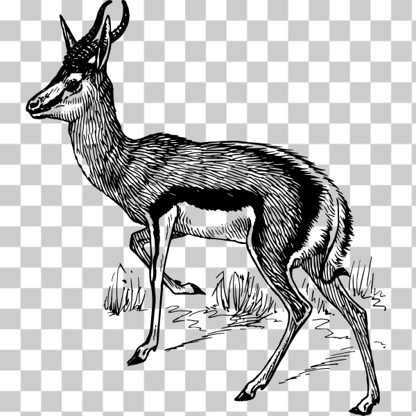 Free: SVG Springbok - nohat.cc